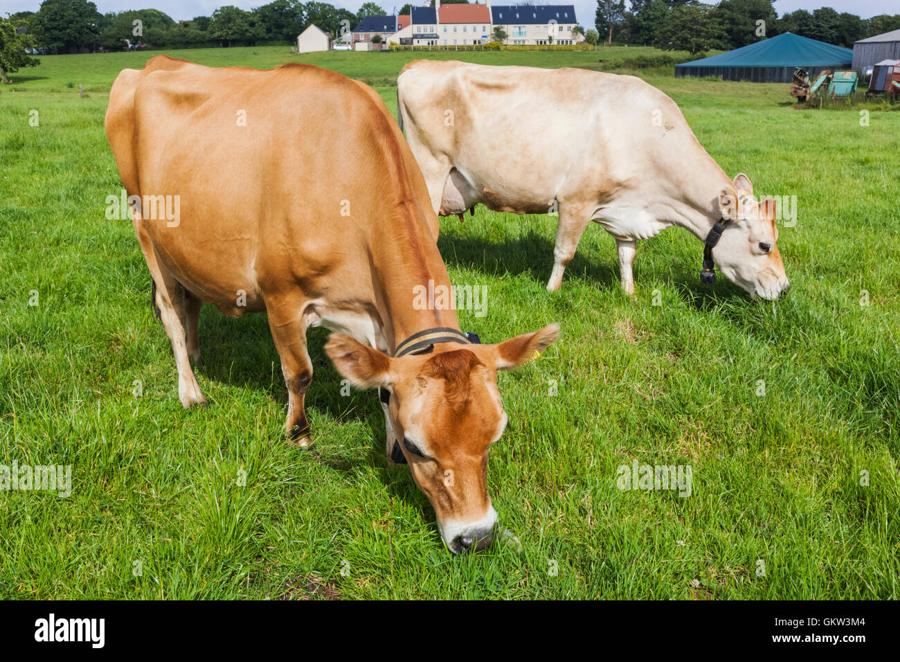 Jersey cattle farm channel islands hi-res stock photography and images ...
