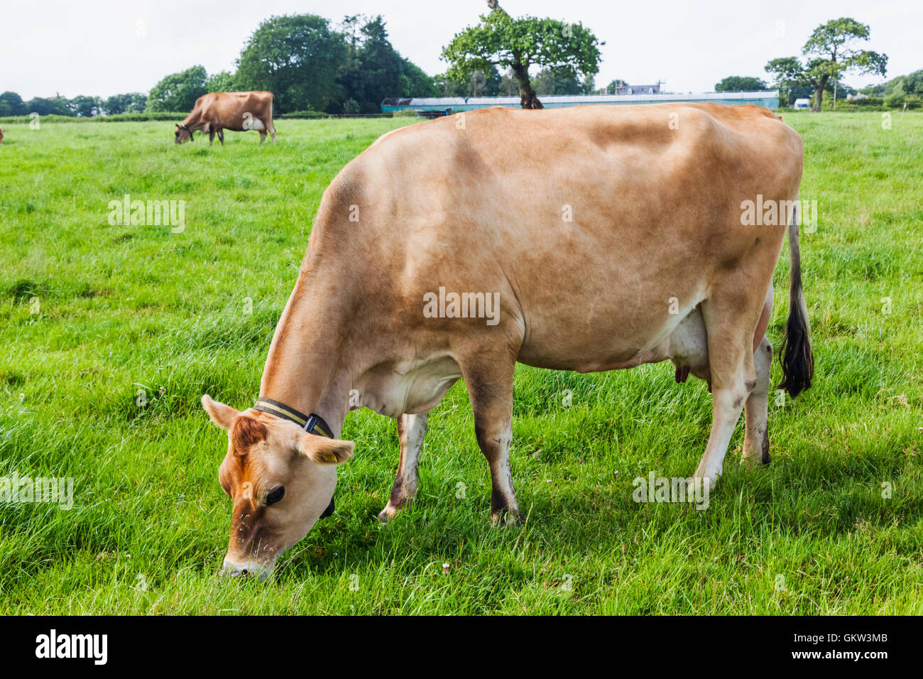 United Kingdom, Channel Islands, Jersey, Jersey Cow Stock Photo - Alamy