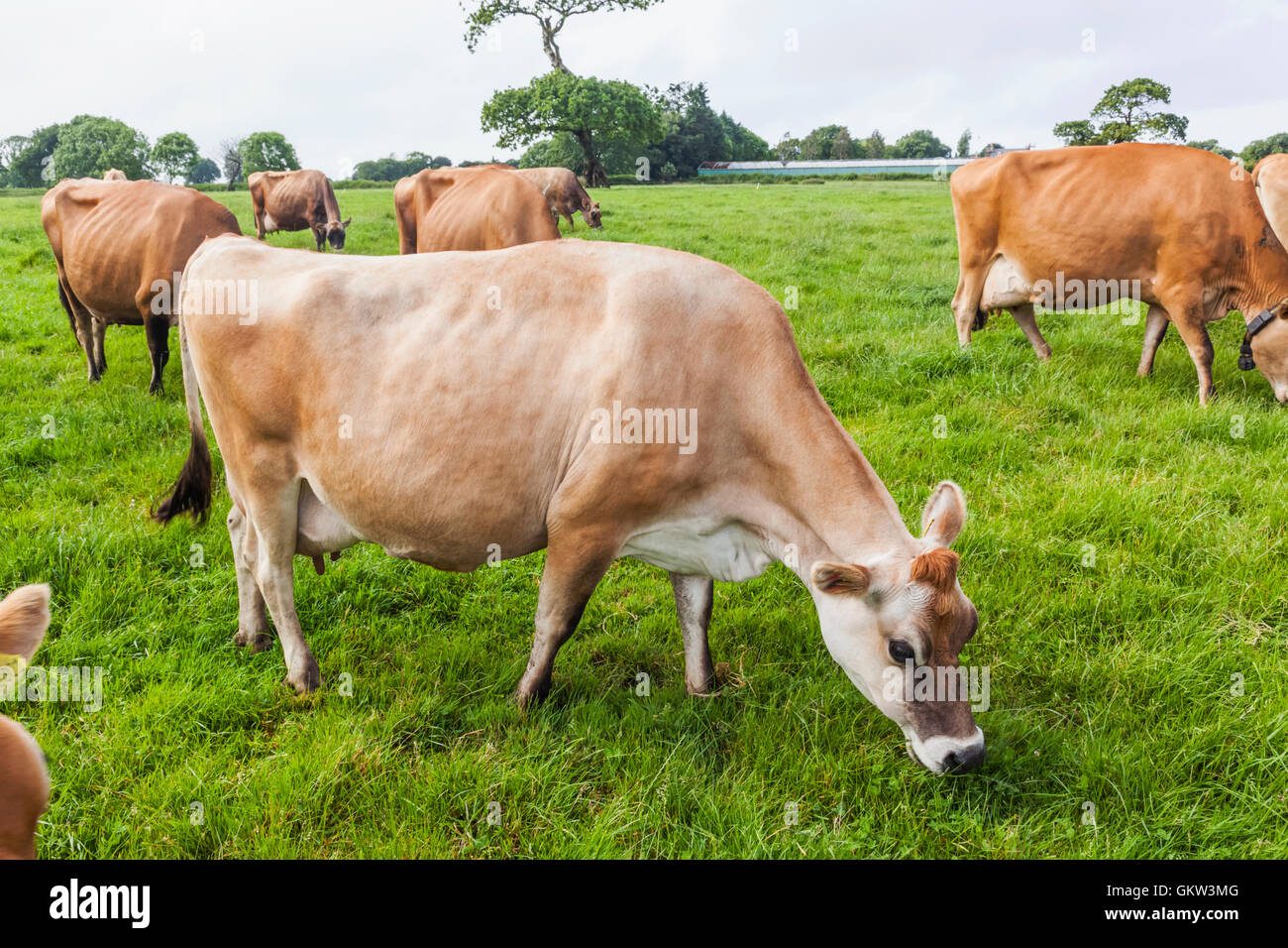 United Kingdom, Channel Islands, Jersey, Jersey Cows Stock Photo - Alamy