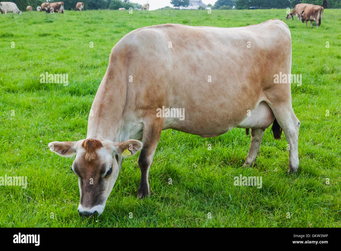 United Kingdom, Channel Islands, Jersey, Jersey Cow Stock Photo - Alamy