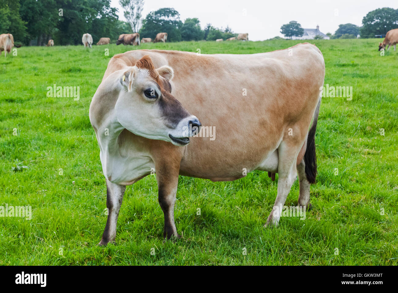 United Kingdom, Channel Islands, Jersey, Jersey Cow Stock Photo - Alamy