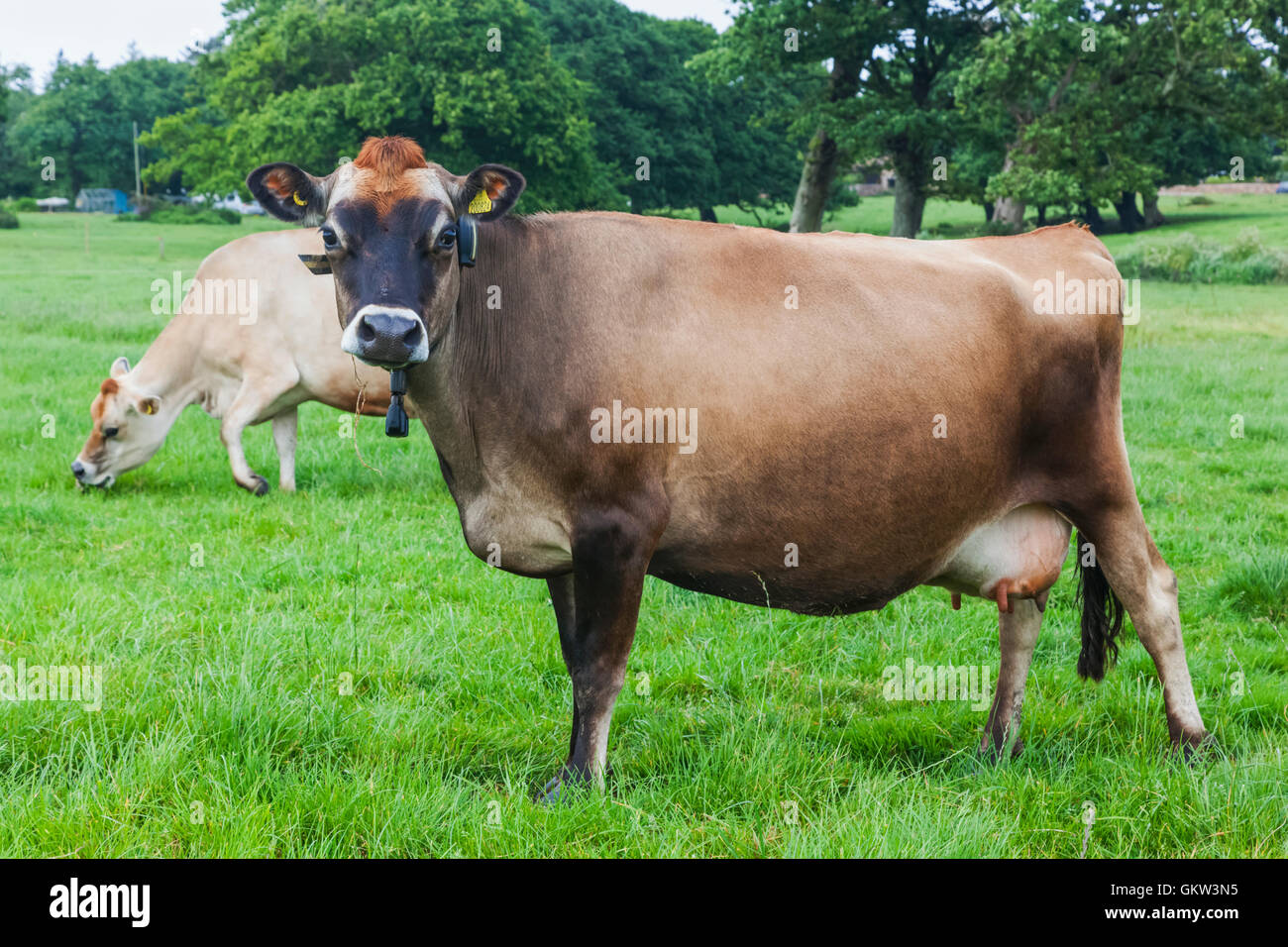 United Kingdom, Channel Islands, Jersey, Jersey Cow Stock Photo - Alamy