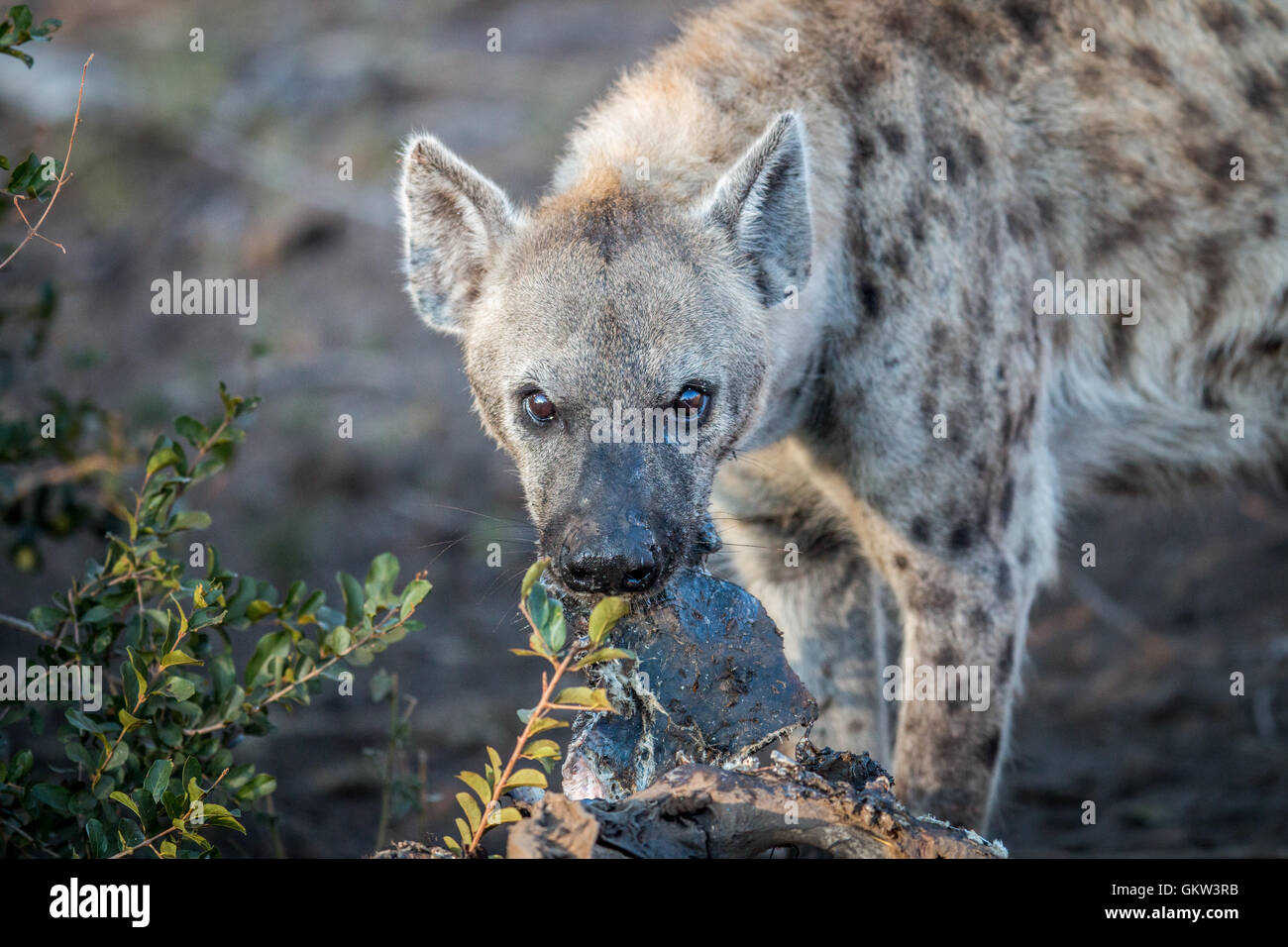 Hyena eating meat hi-res stock photography and images - Alamy