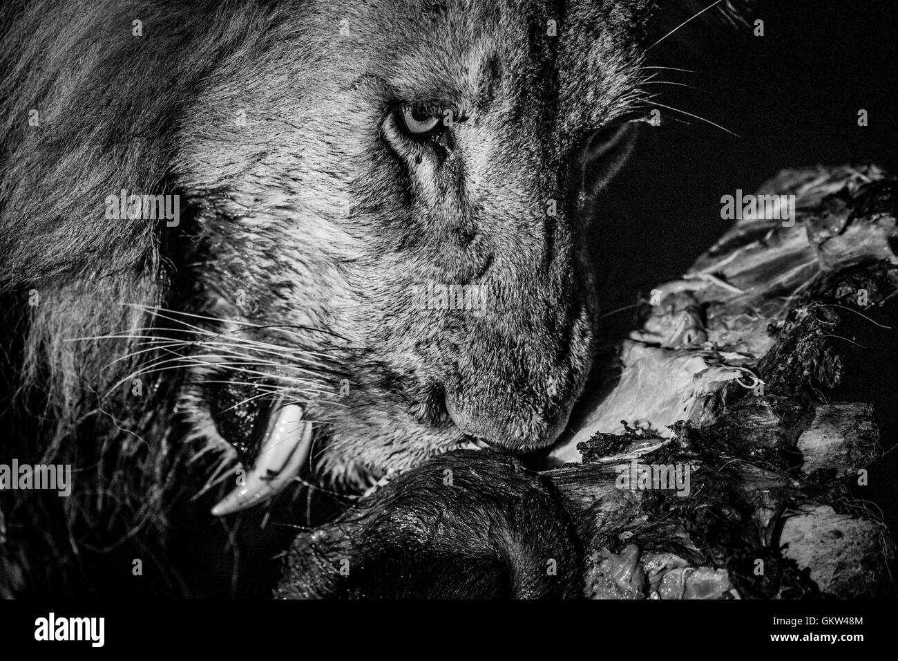 Lion eating Black and White Stock Photos & Images - Alamy