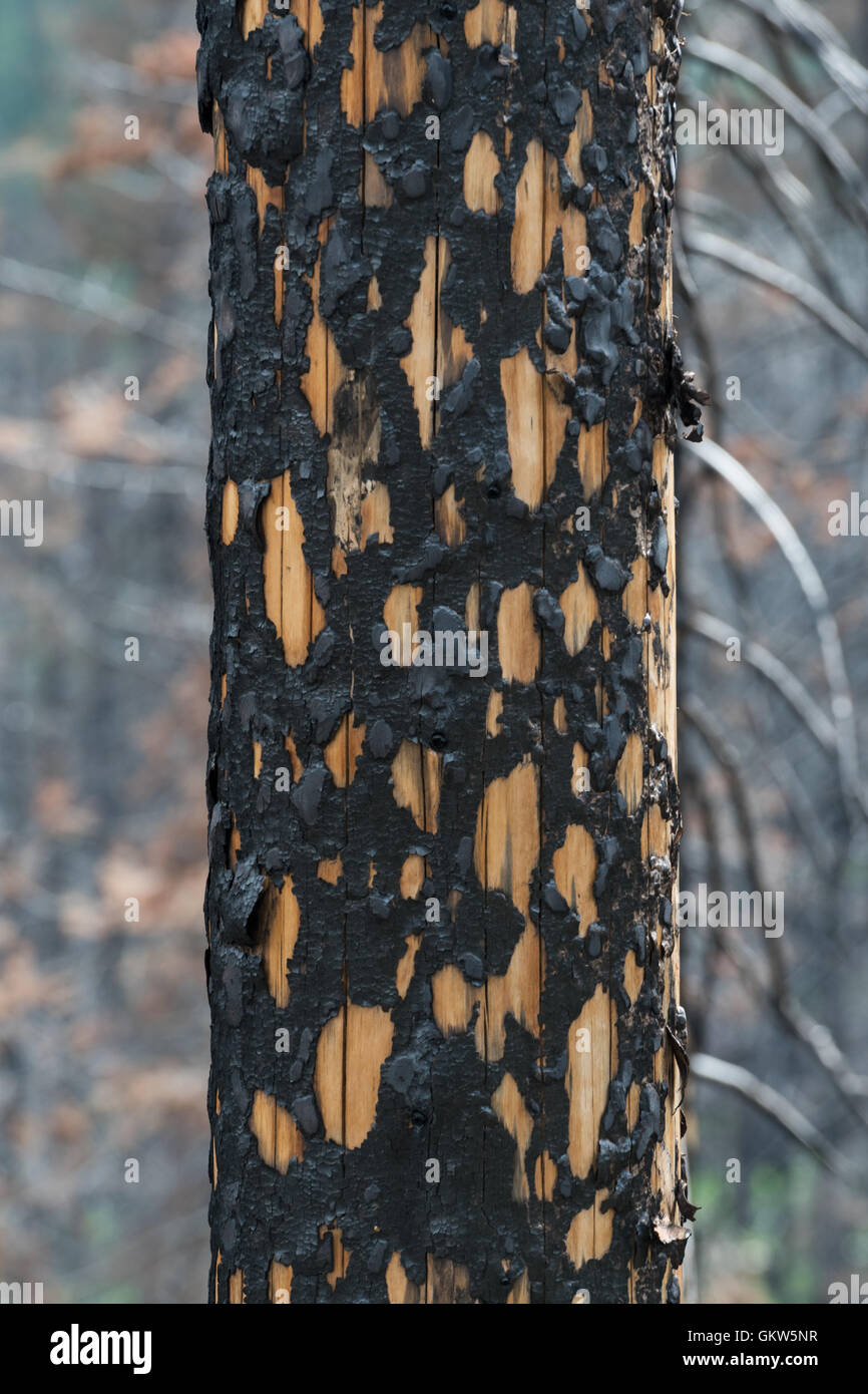 Forest fire tree trunk hi-res stock photography and images - Alamy