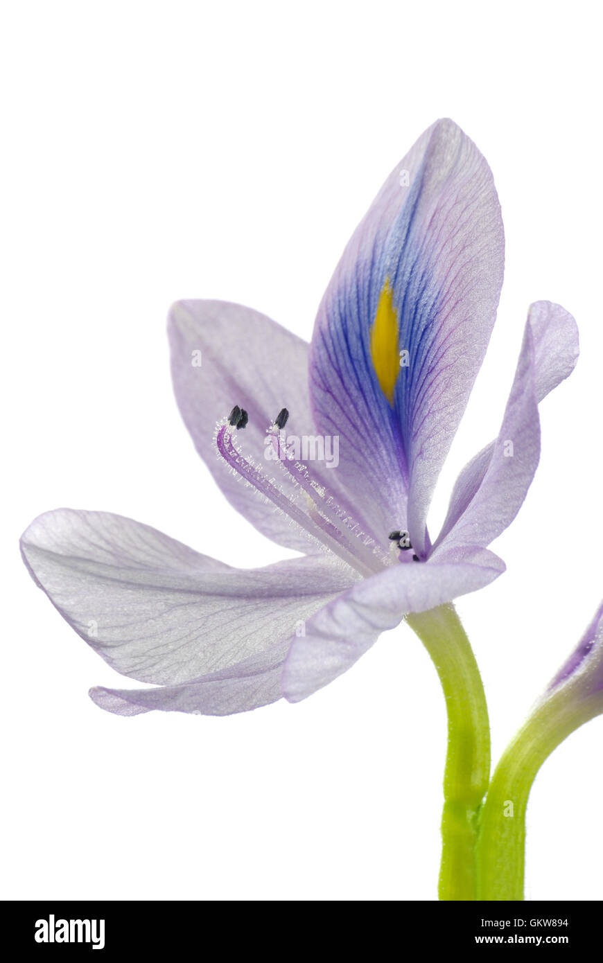 Water of the pond Cut Out Stock Images & Pictures - Alamy