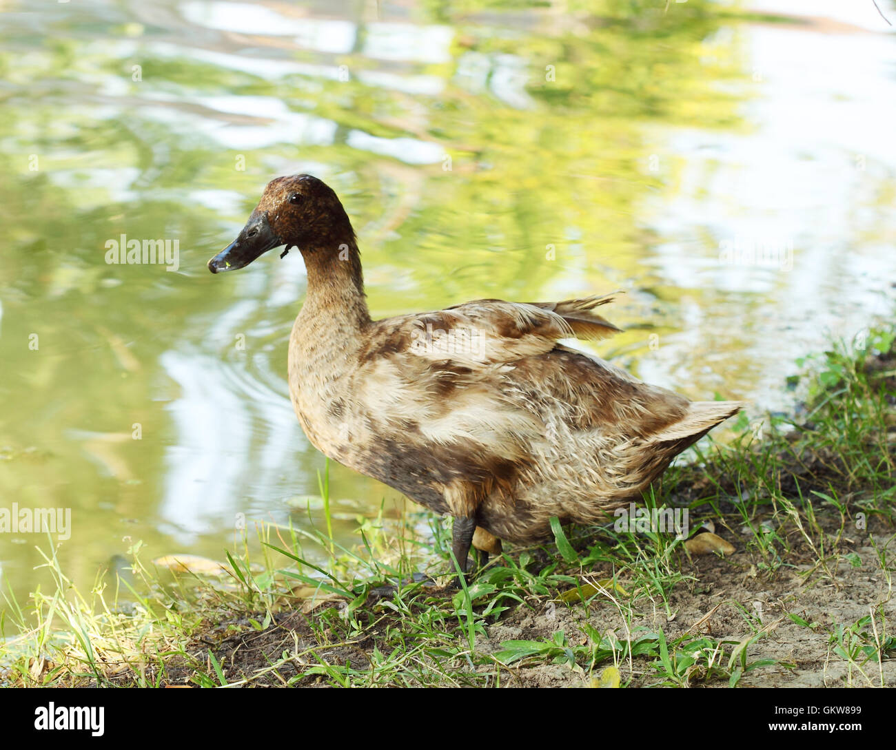 mallard duck standing Stock Photo - Alamy