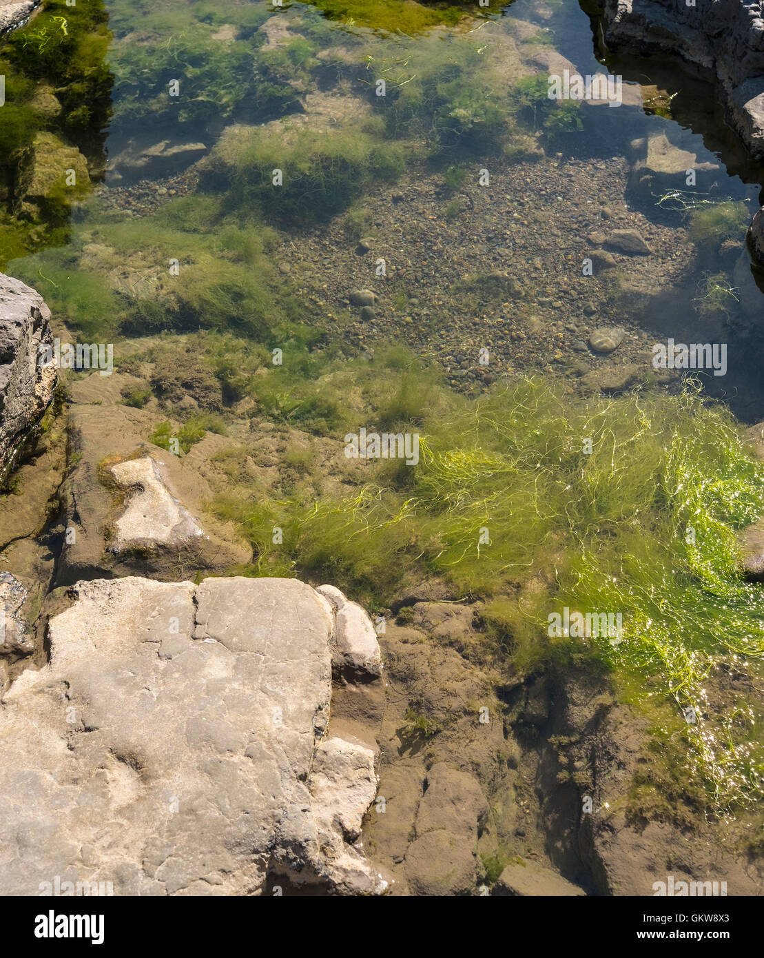 Rock pool sea weed hi-res stock photography and images - Alamy