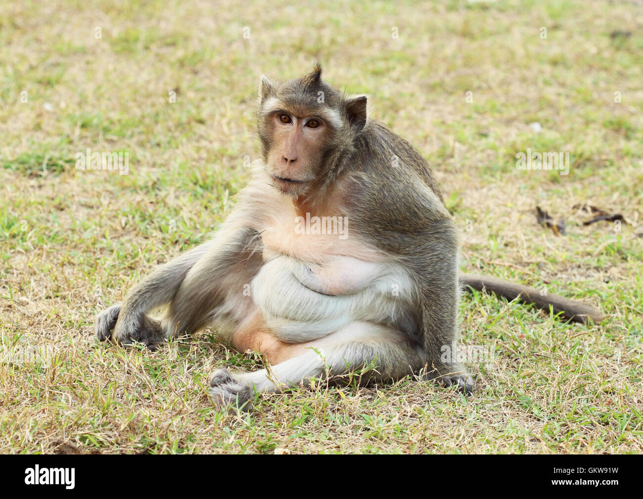 Fat monkey thailand hi-res stock photography and images - Alamy