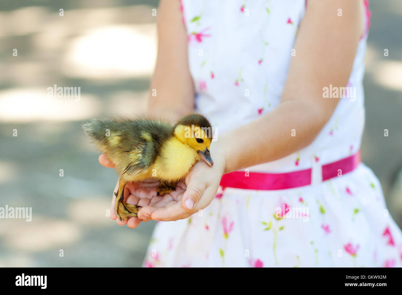 duck in hands of the child Stock Photo - Alamy