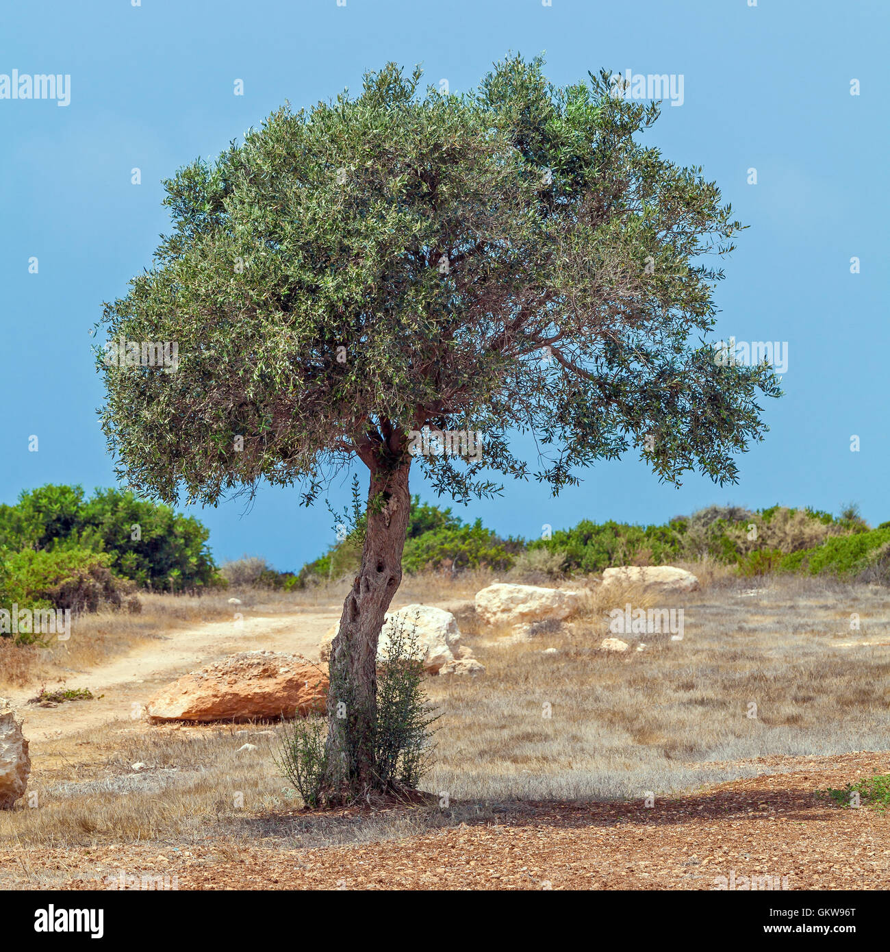 Olive tree (Olea europaea) and golf field, Paphos, Cyprus Stock Photo ...