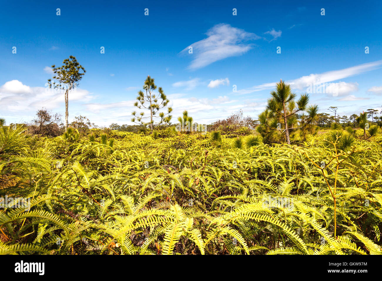 Pine tree forest and ferns Stock Photo - Alamy