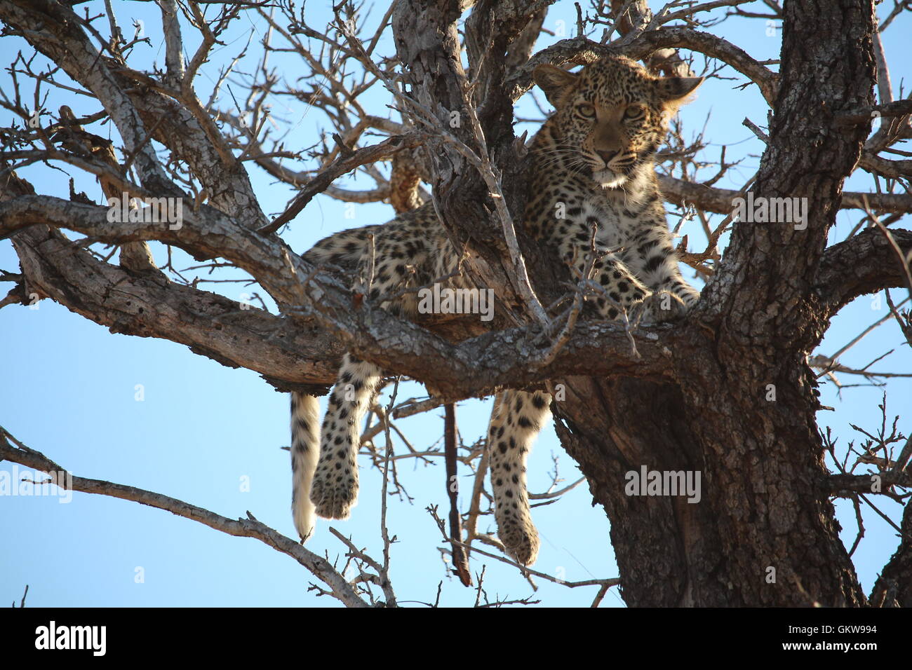 Leopard hanging tree hi-res stock photography and images - Alamy