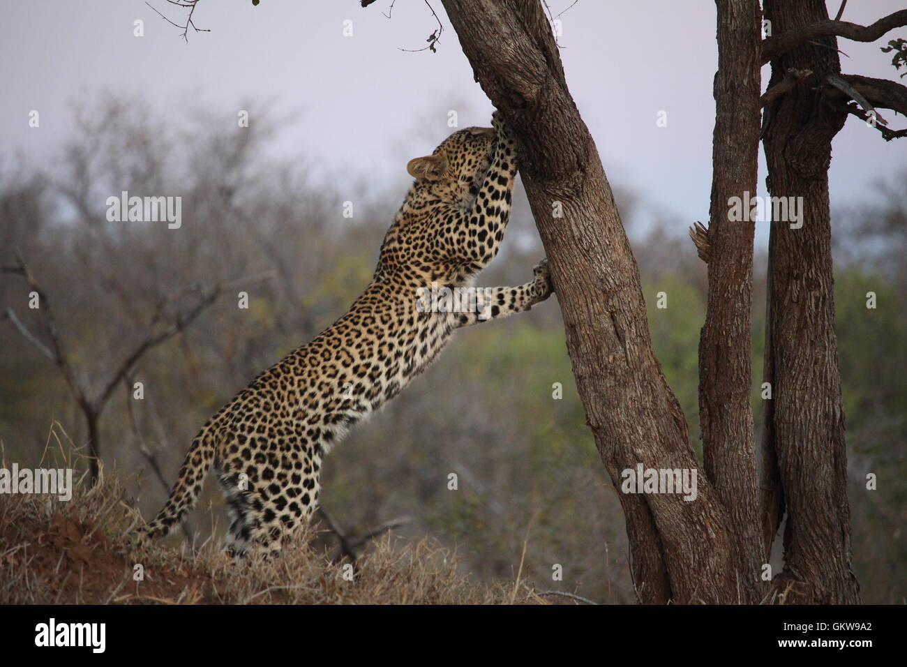 Clawing hi-res stock photography and images - Alamy