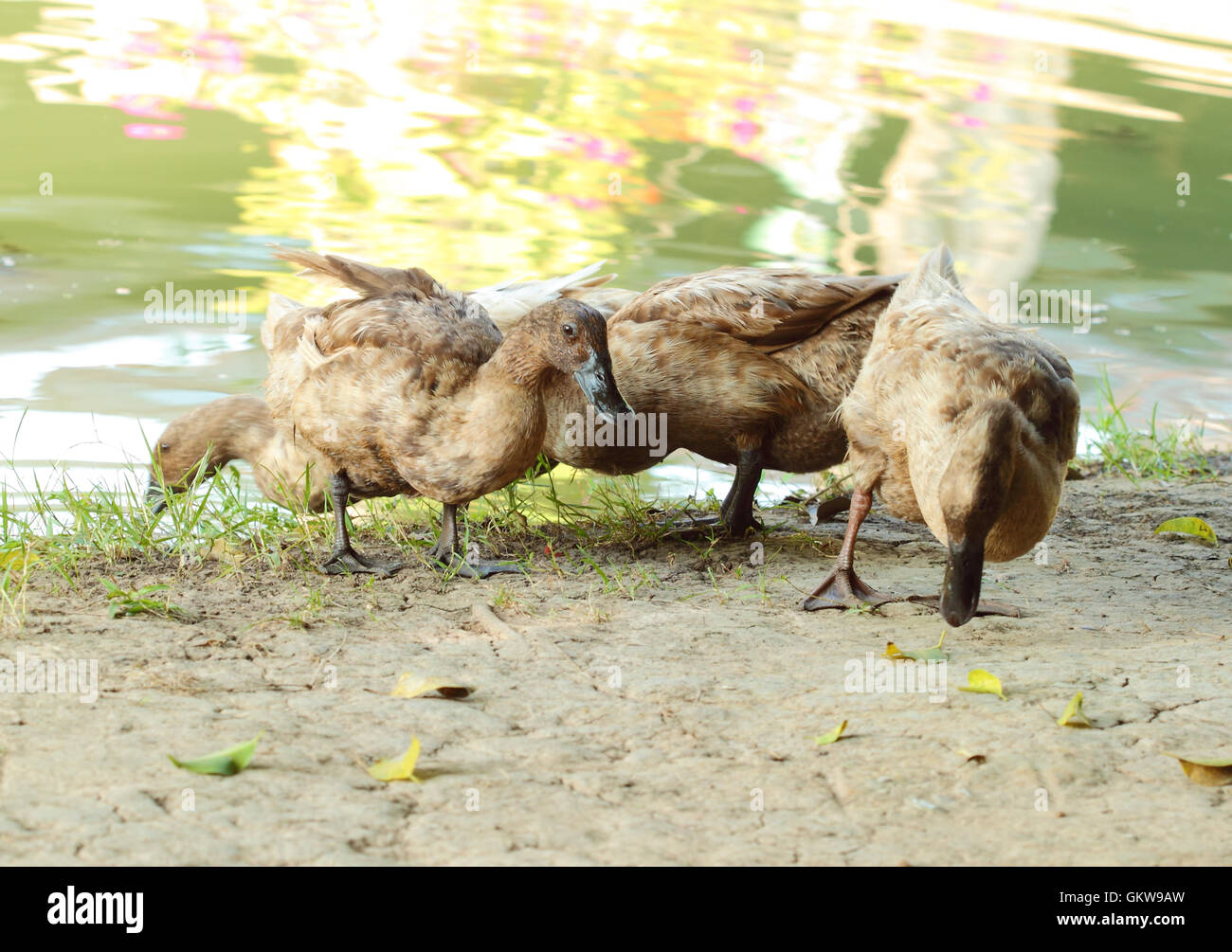 Mallard duck dad hi-res stock photography and images - Alamy