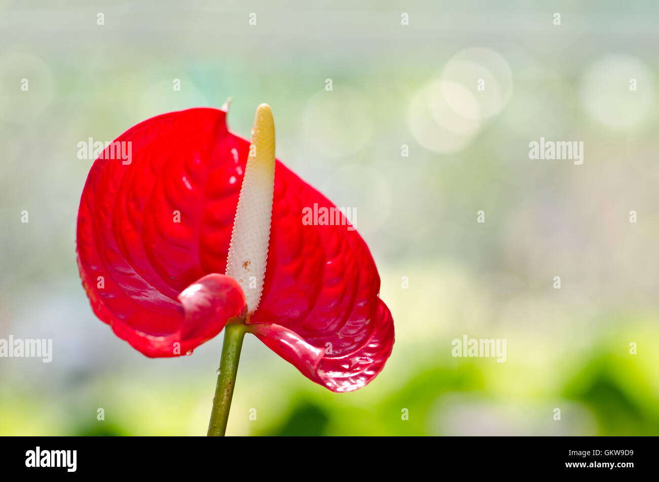 Spadix bloom hi-res stock photography and images - Alamy