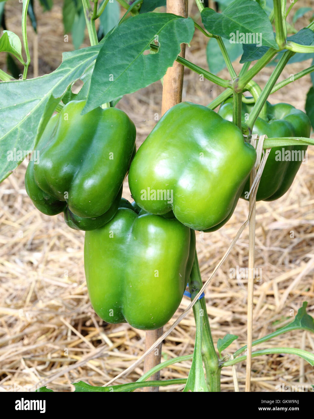 Green bell peppers growing Stock Photo - Alamy