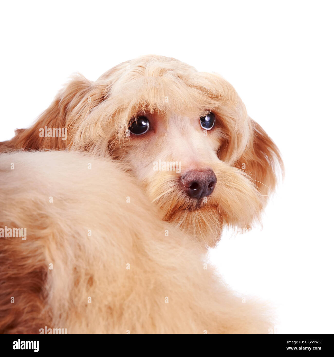A fond beige hi-res stock photography and images - Alamy