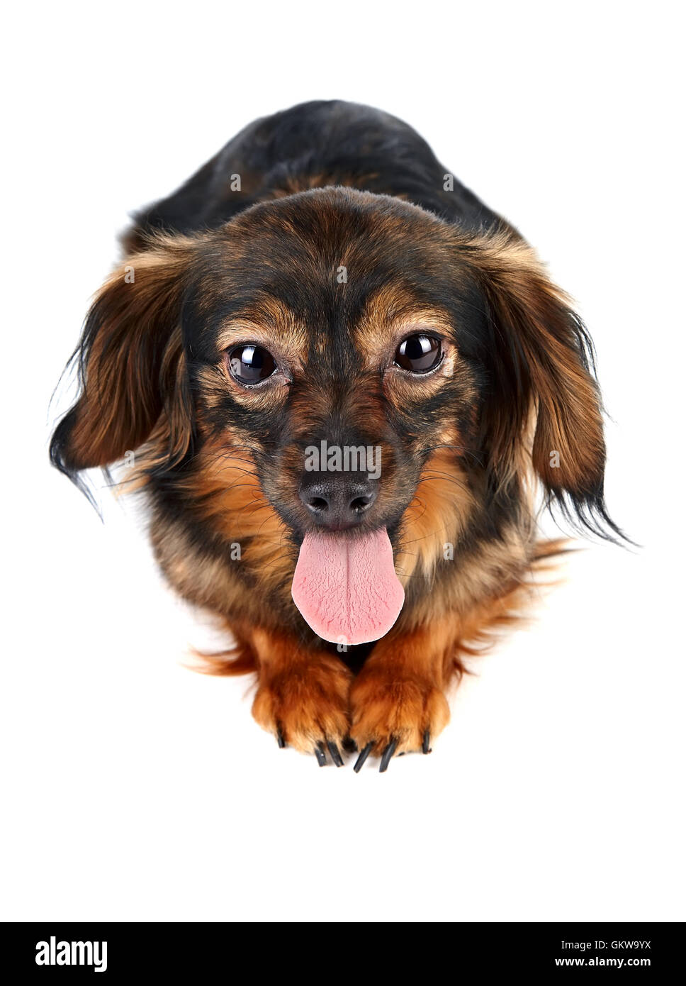 Dog brown fur cute Cut Out Stock Images & Pictures - Alamy
