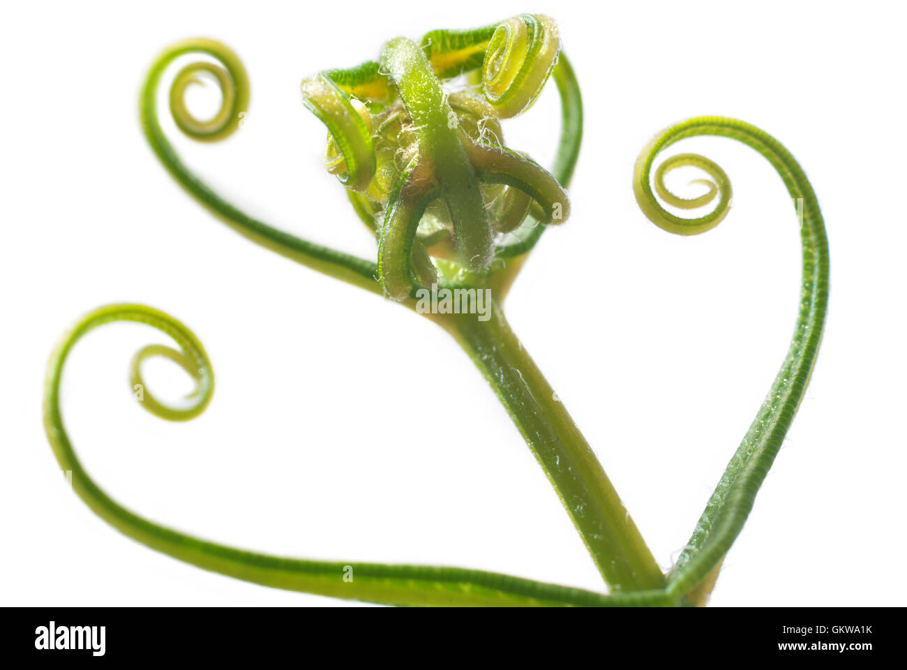 Fern swirl hi-res stock photography and images - Alamy