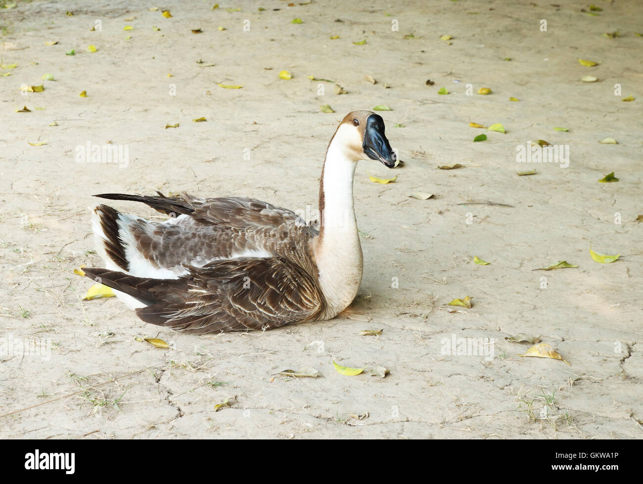 gray goose resting on the ground Stock Photo - Alamy