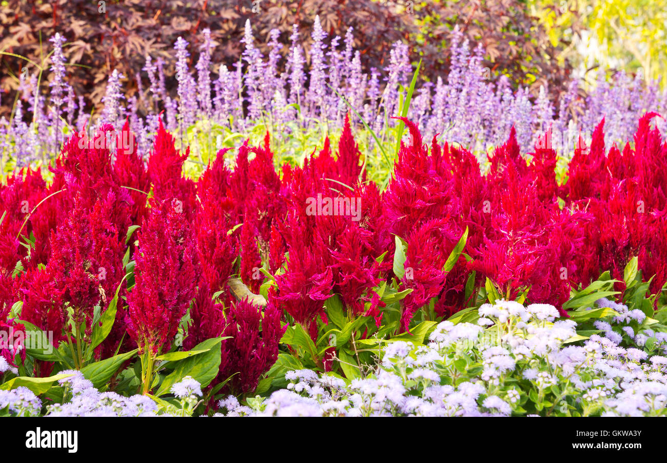The Cockscomb High Resolution Stock Photography and Images - Alamy