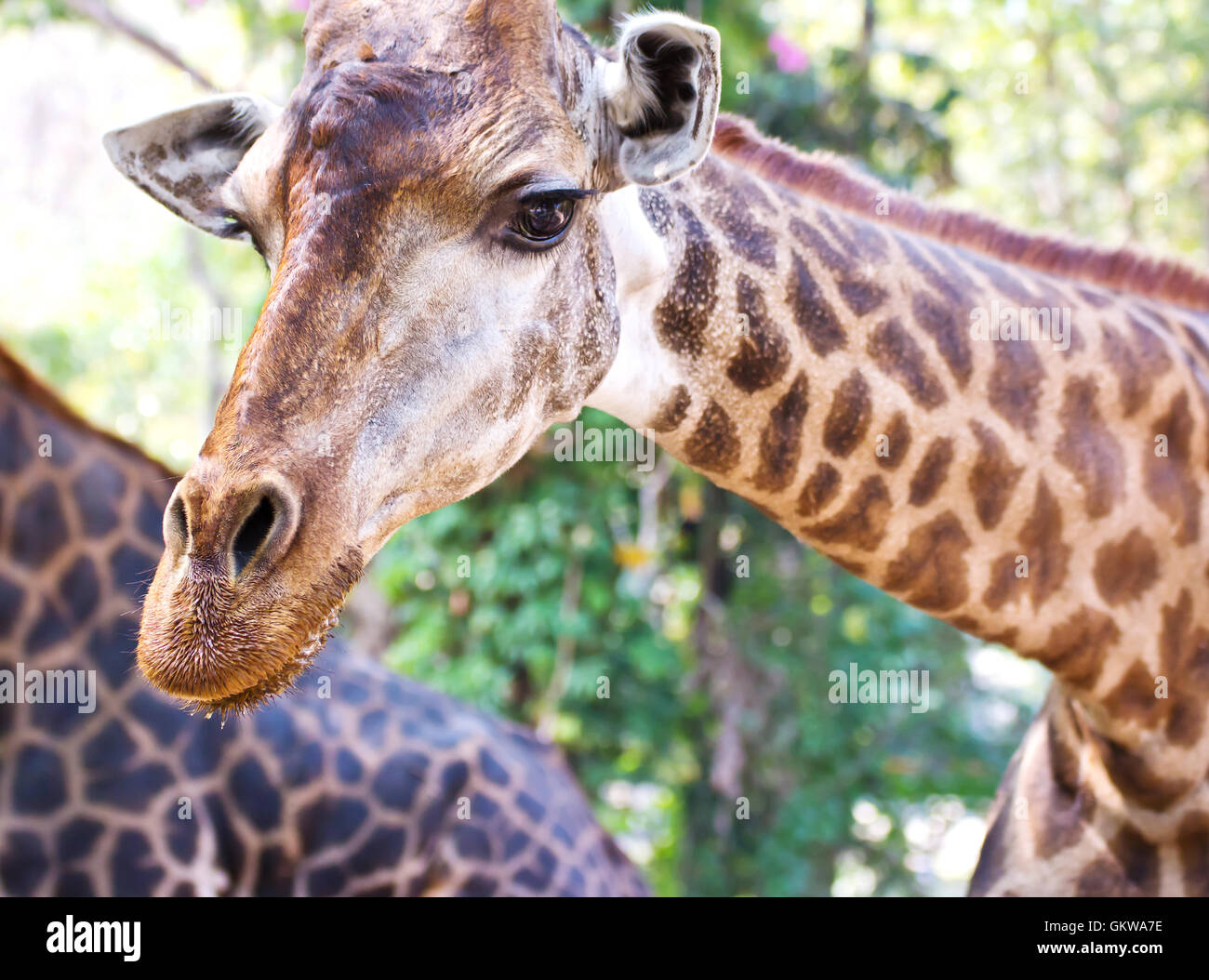 Large giraffe hi-res stock photography and images - Alamy