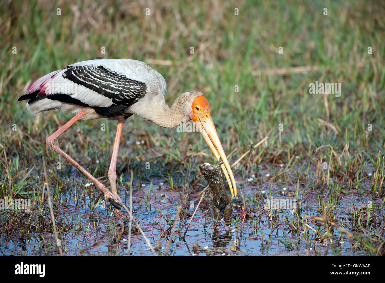 The image of Painted stork ( Mycteria leucocephala) with frog kill in ...