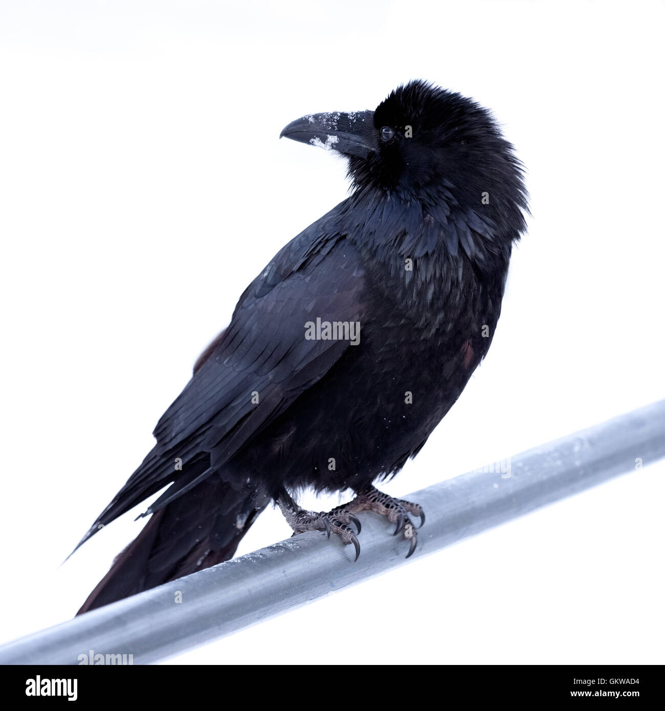 Common raven claws hi-res stock photography and images - Alamy