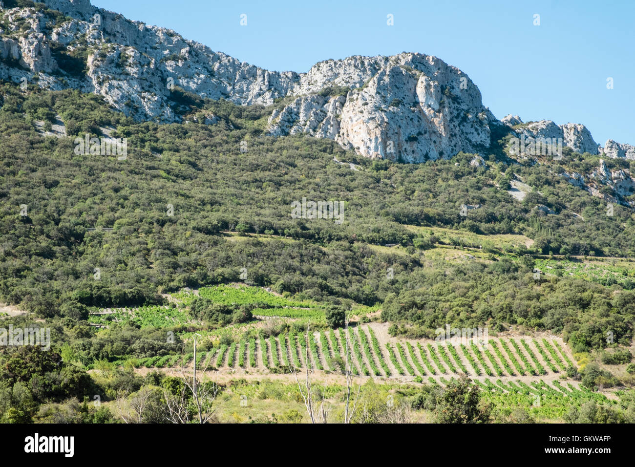 Grapes growing in famed Maury wine growing region in Roussillon wine ...