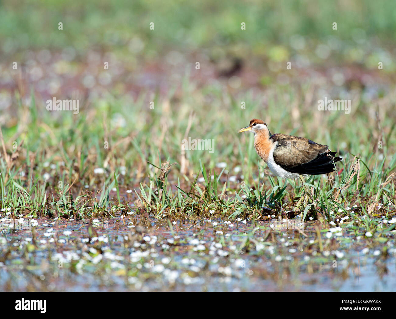 Bronze Winged Jacana