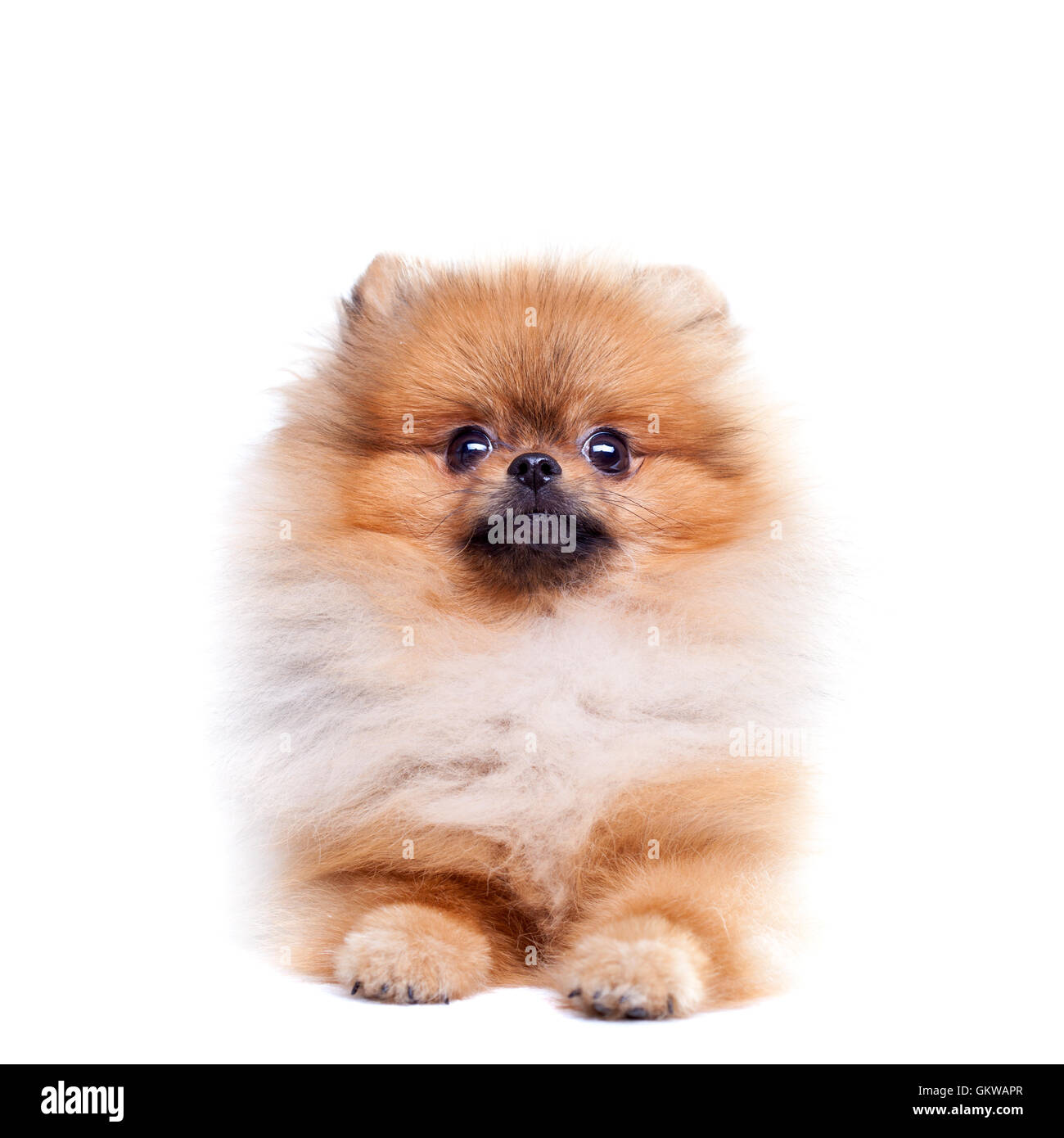 Zverg Spitz, Pomeranian Stock Photo - Alamy