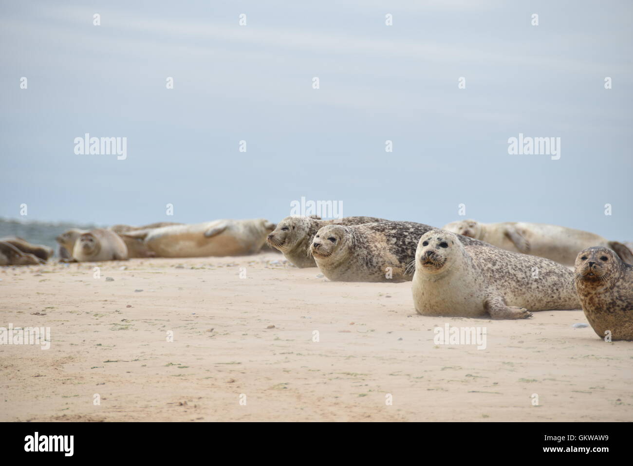 Grey and Common Seals at Blakeney Point North Norfolk. Taken during a ...