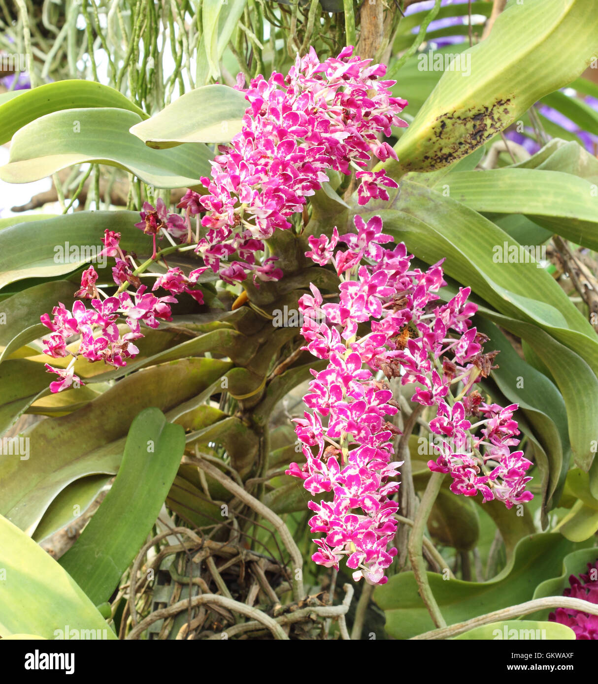 the species orchid of thailand Stock Photo - Alamy
