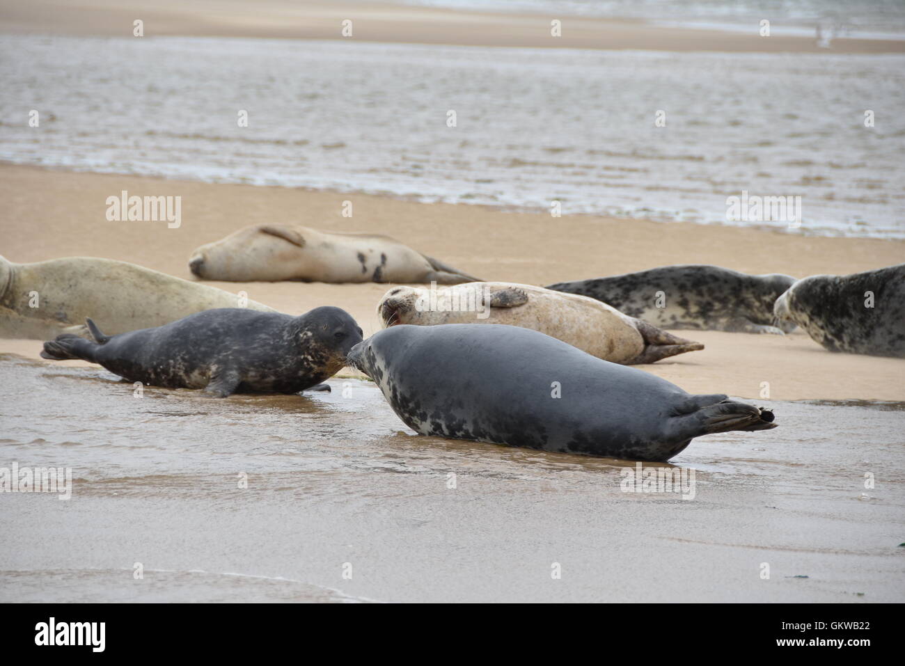 Grey and Common Seals at Blakeney Point North Norfolk. Taken during a ...