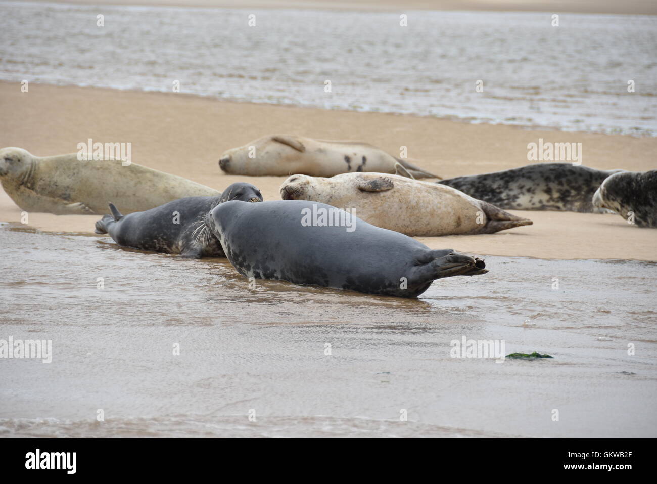 Grey and Common Seals at Blakeney Point North Norfolk. Taken during a ...