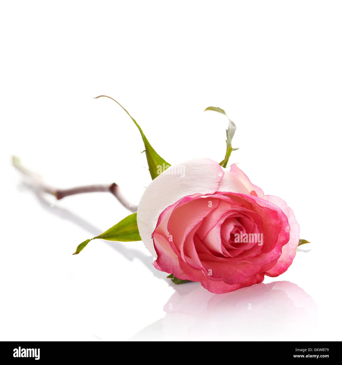 Emotions flower rose Cut Out Stock Images & Pictures - Alamy