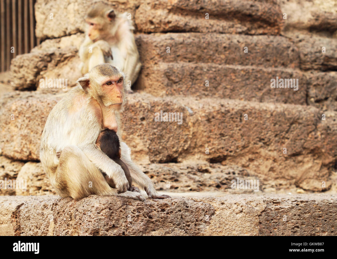 portrait of the old monkey Stock Photo - Alamy