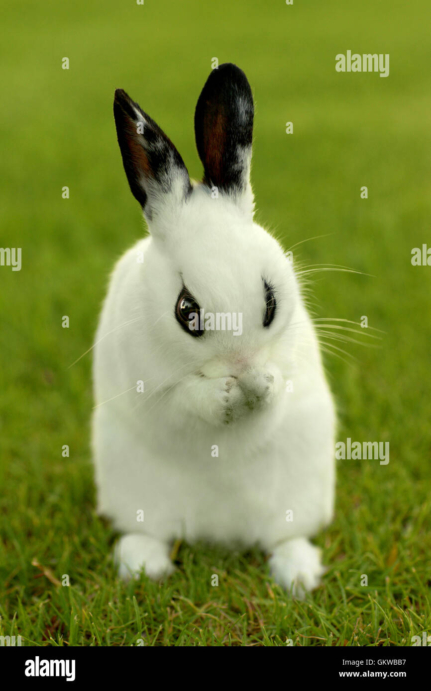 White bunny rabbit hi-res stock photography and images - Alamy