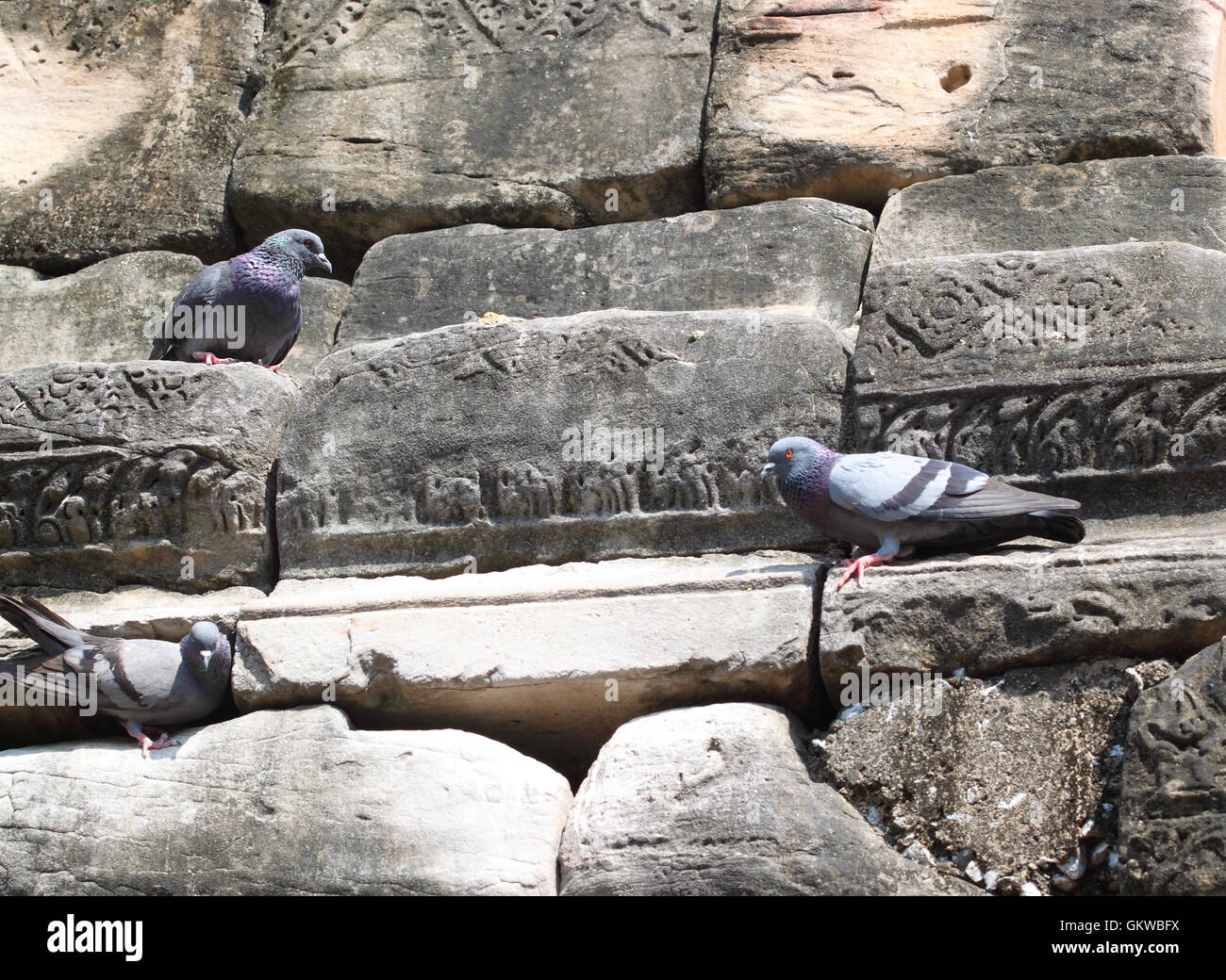 Grey wet pigeon walking on hi-res stock photography and images - Alamy