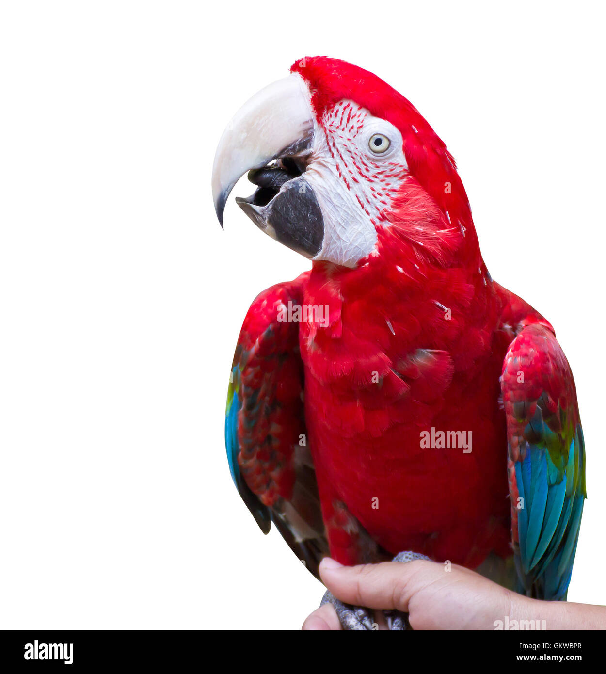 Colourful macaw hi-res stock photography and images - Alamy