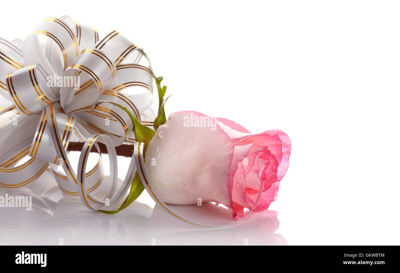 Rose flower with a bow Stock Photo - Alamy
