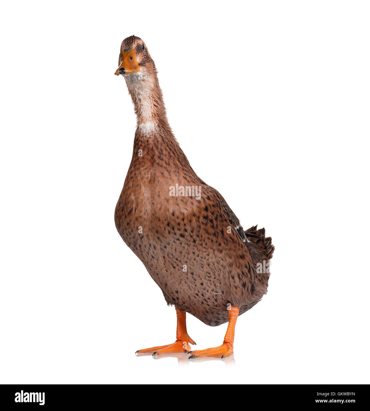 Duck fur hi-res stock photography and images - Alamy
