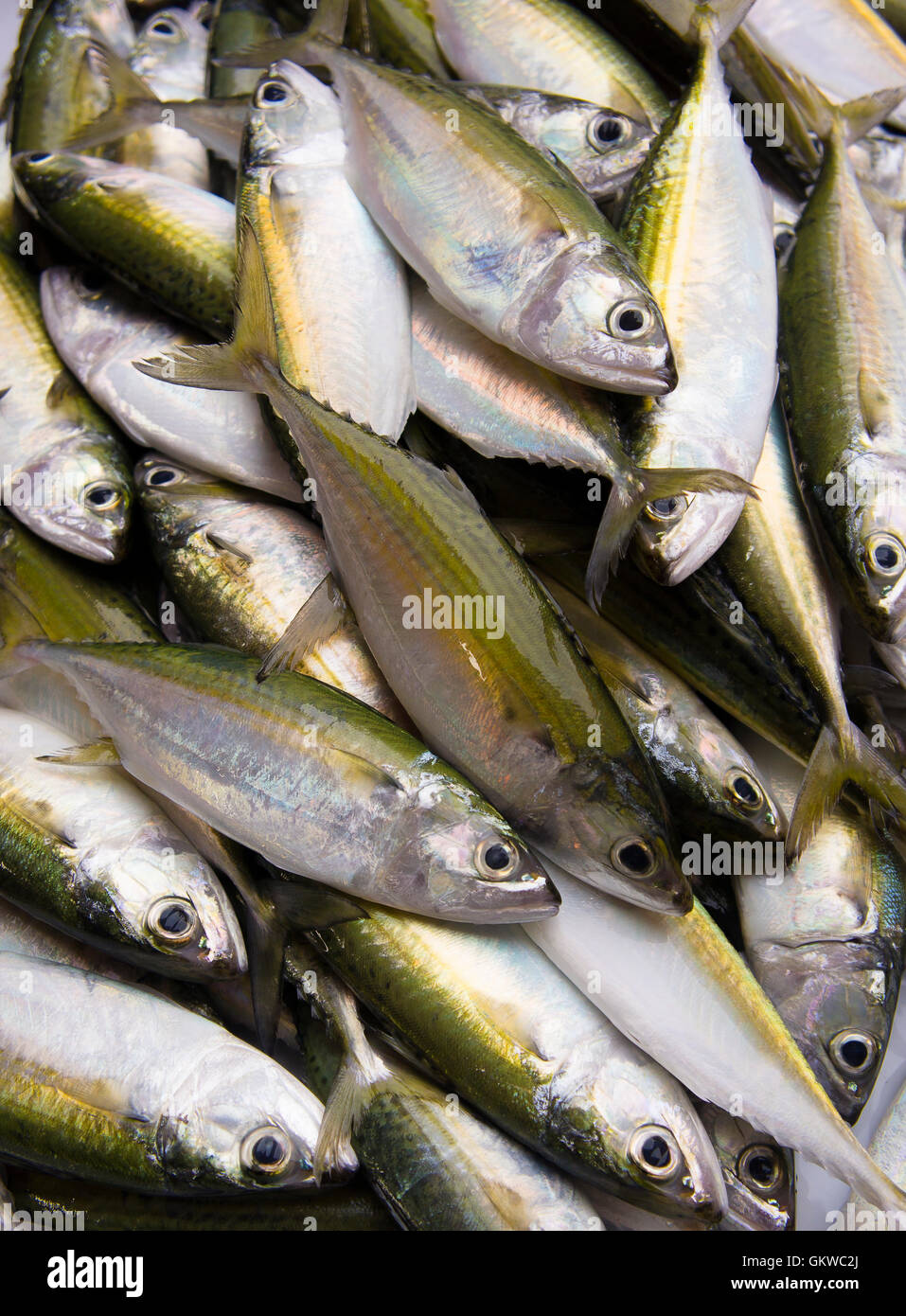 Yellow Fin Fishes Stock Photo - Alamy