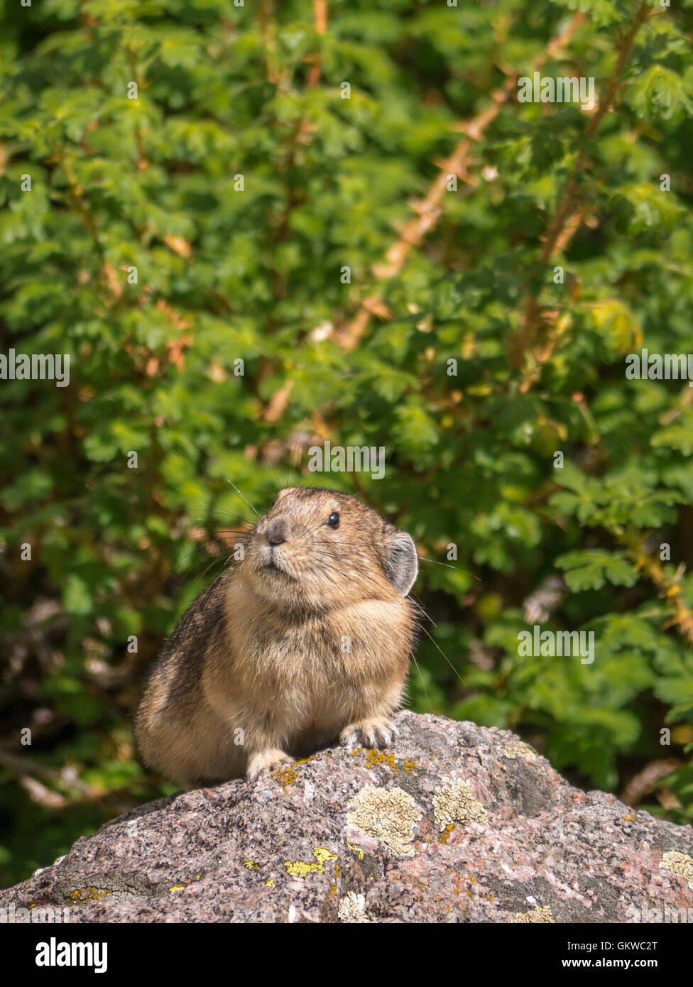 American pika rocky mountains colorado hi-res stock photography and ...
