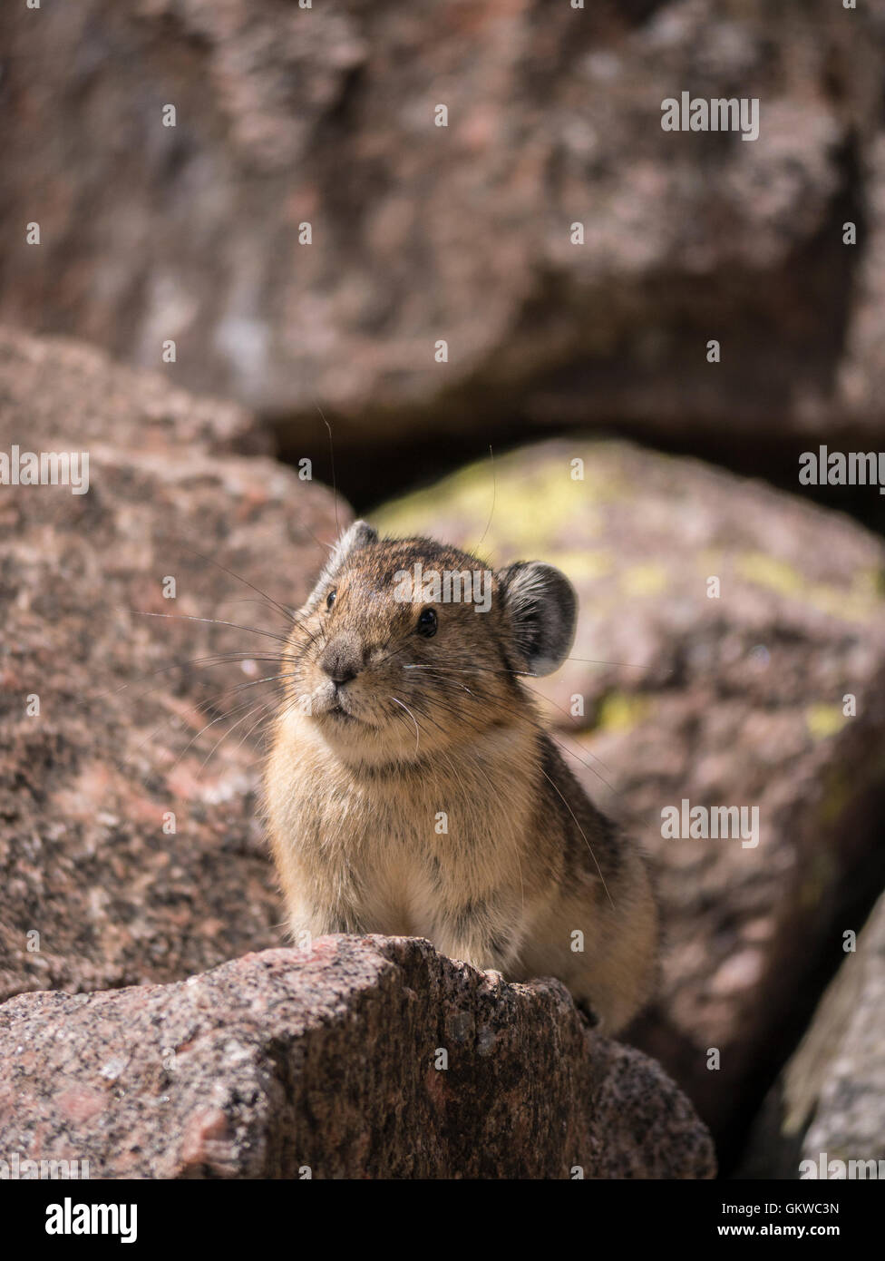 American pika rocky mountains colorado hi-res stock photography and ...