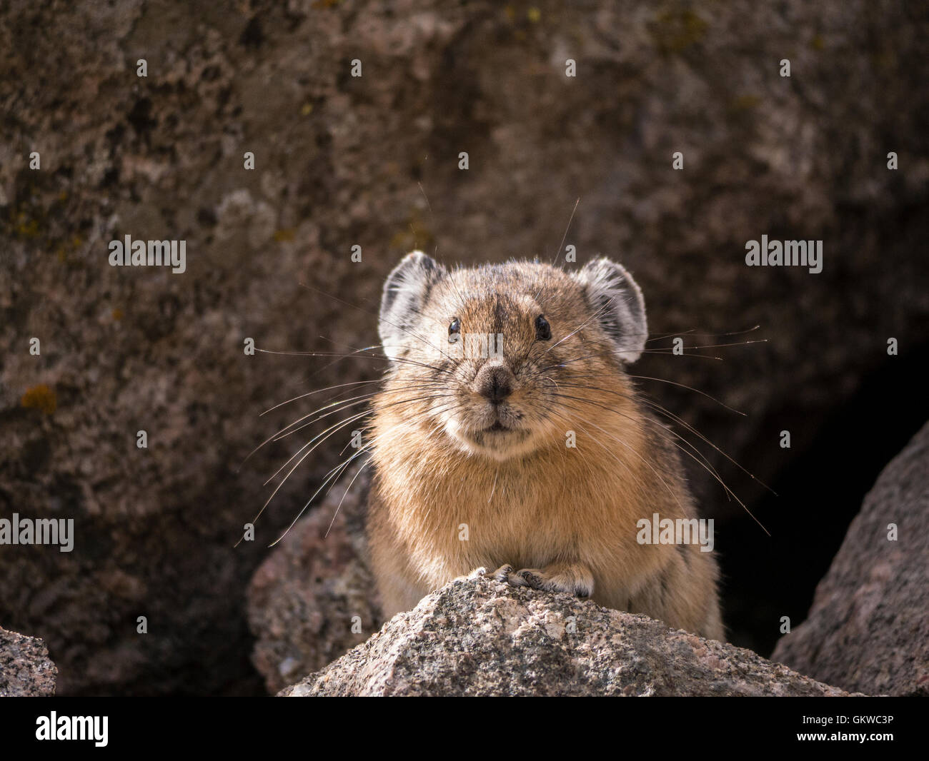 American pika rocky mountains colorado hi-res stock photography and ...