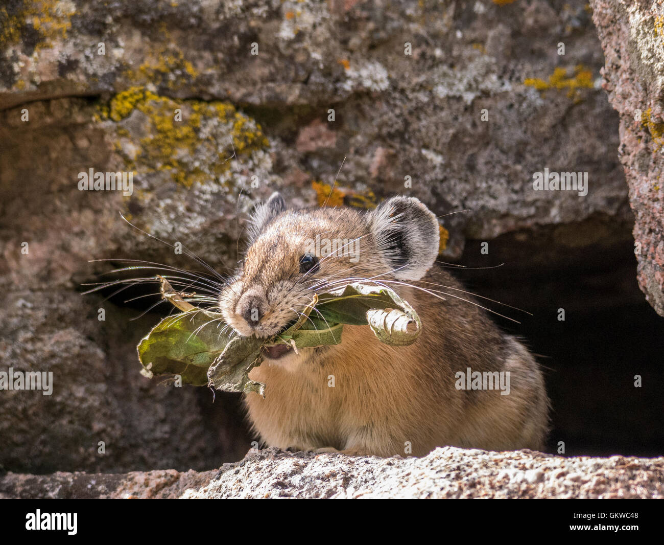 American pika rocky mountains colorado hi-res stock photography and ...