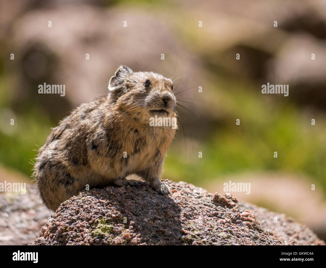 North american pika hi-res stock photography and images - Alamy