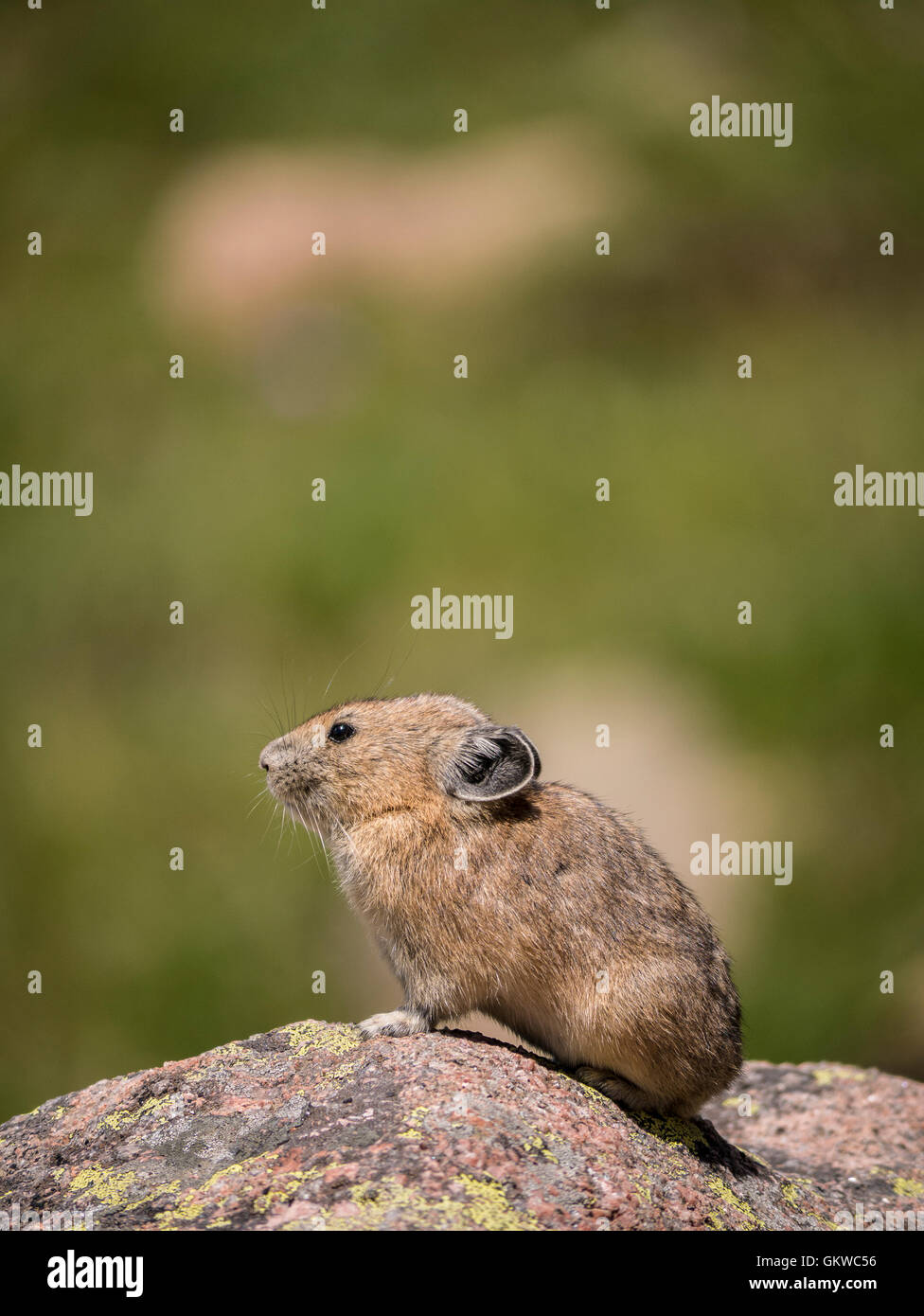 American pika (Ochotona princeps), Rocky Mountains, Colorado Stock ...